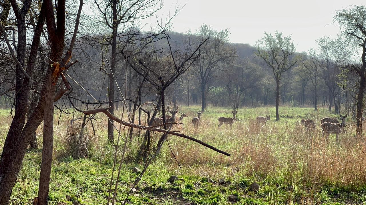 What To Expect From Safari In Kuno National Park - Flying Cat Safari